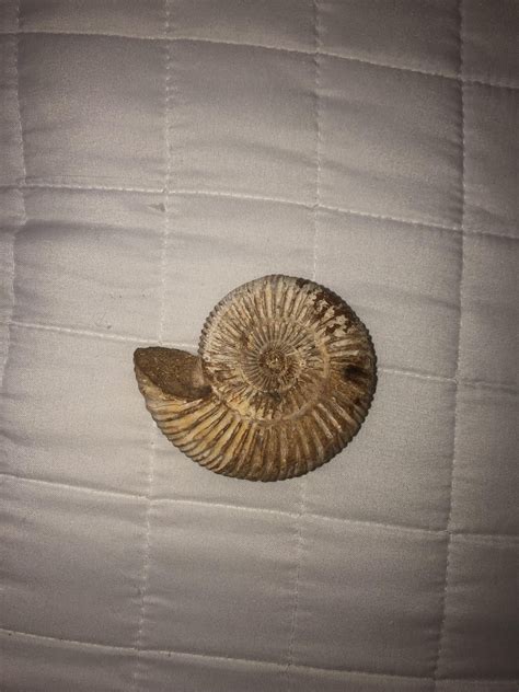 Is This Real R Fossilid