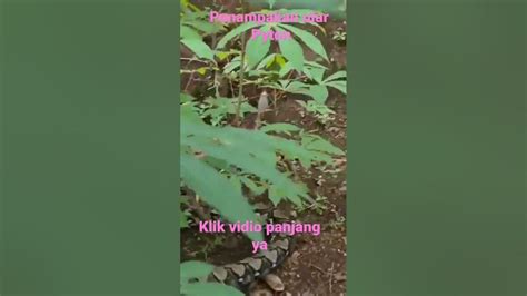 Ular Pyton Gegerkan Warga Shorts Youtube