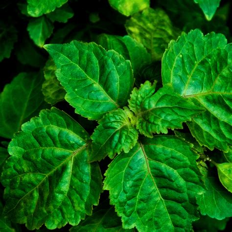 Patchouli Dark Natures T