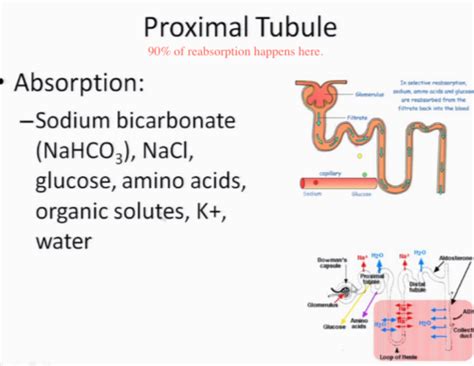 Phys Renal Flashcards Quizlet