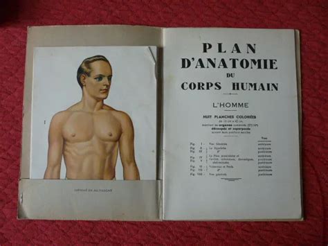 Plan D Anatomie Du Corps Humain L Homme Planches Coloriees X