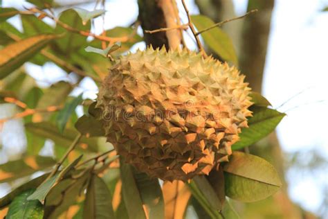 Musang King Durian The Most Delicious Durian In The World Stock