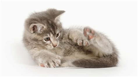 My Cat Chases Their Tail Should I Worry Catit