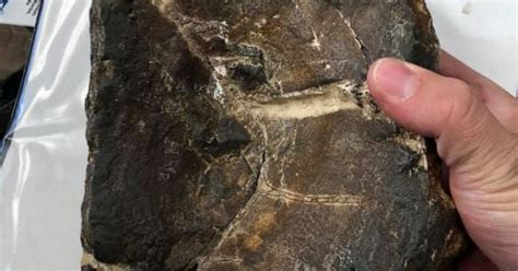 Fossil Huntress Shonisaurus Popularis