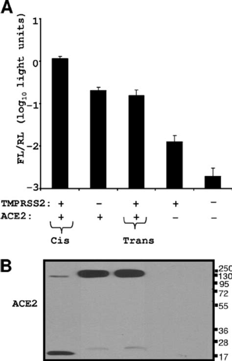 Interaction Between Tmprss2 And Ace2 A 293t Cells Transfected With