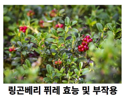 링곤베리 퓌레 효능 및 부작용