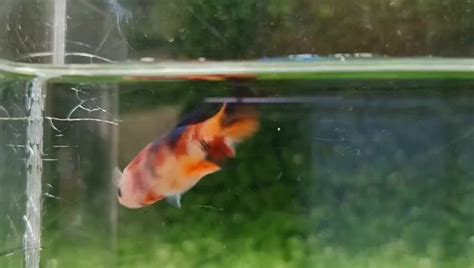 ️ 1121 02경매 단일경매 ️ 멀티컬러 코이 플라캇암 ️ 멀티 색상의 코이 하프문 여아 경매시작~ ️ 사이즈 Sm 베타의 민족베타 분양정보 교류