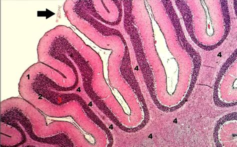 Lâmina Histológica De Cerebelo Anatomia Humana I