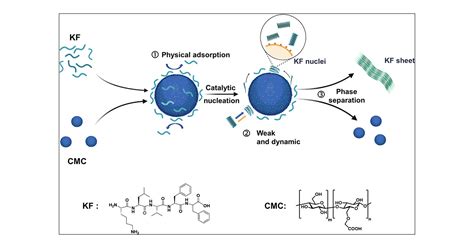 Insights Into The Assembly Of Peptides Catalyzed By Polysaccharides