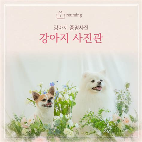 강아지 사진관 스튜디오 촬영 꿀팁 F 증명사진 네이버 블로그