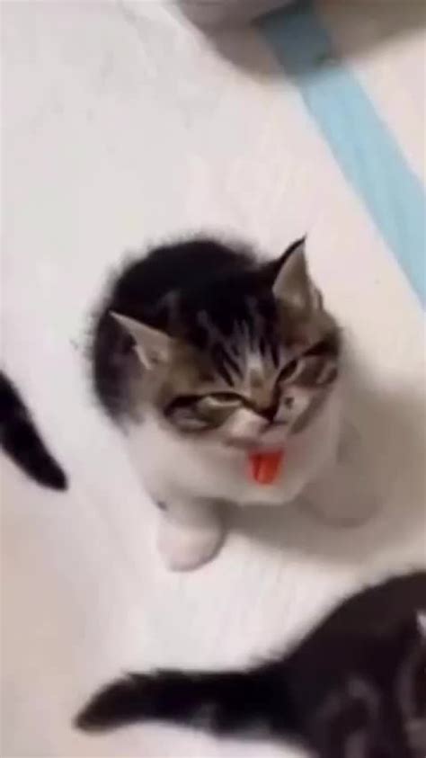 Boombastic Cat Eye Album On Imgur Boombastic Cat Eye Album On Imgur