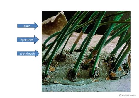 Life Through The Microscope General English ESL Powerpoints
