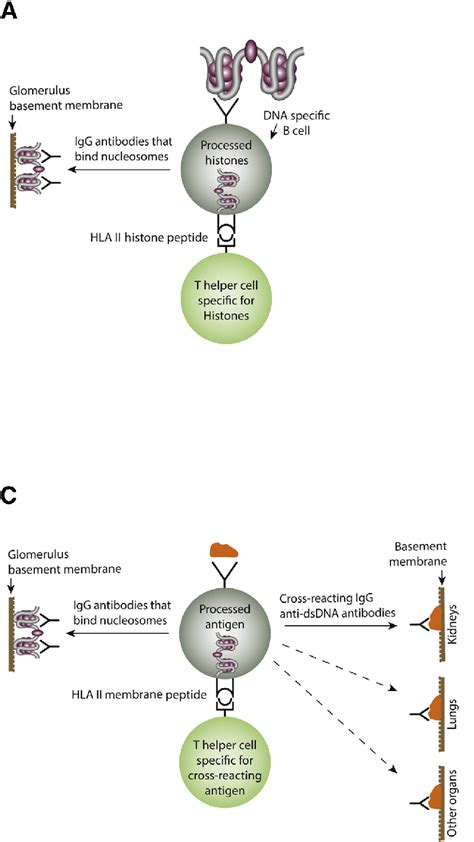 Pathogenicity Of Anti Dsdna Antibodiesddo They Target Chromatin