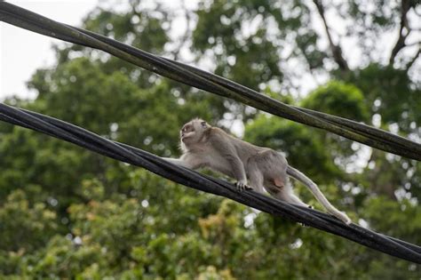 Premium Photo Indonesia Macaque Monkey Ape On Hight Voltage Cable
