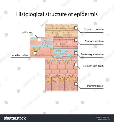 Histological Structure Epidermis Skin Layers Shcematic Stock Vector