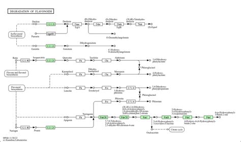Kegg Pathway Degradation Of Flavonoids Pseudomonas Putida Kt2440