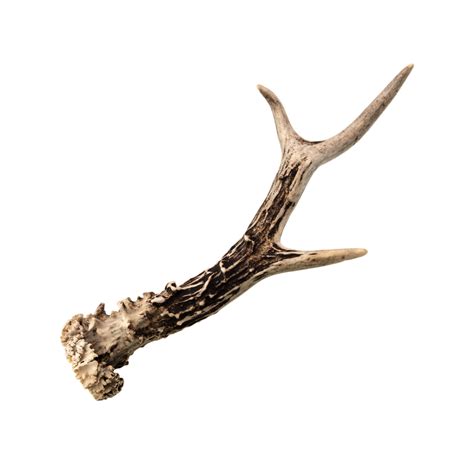 Bois De Cerf 100 Naturel Friandise Pour Chien Heureux