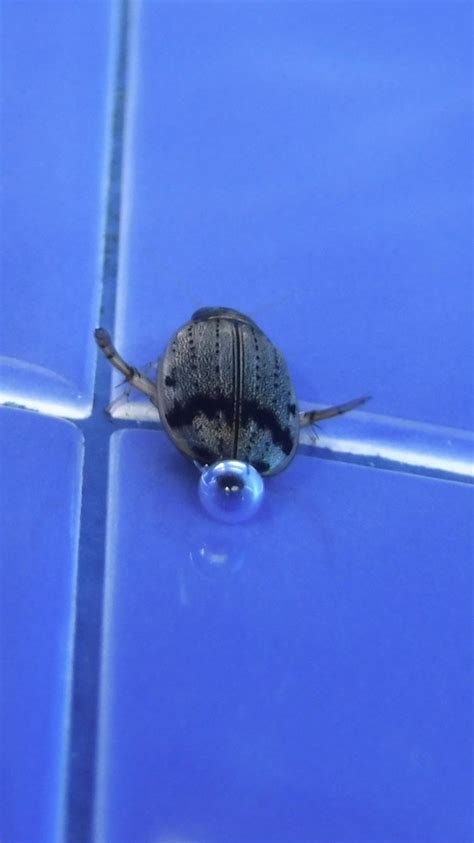 Saw This Bug In Sri Lanka That Was Using An Air Bubble To Breath Under Water R Mildlyinteresting