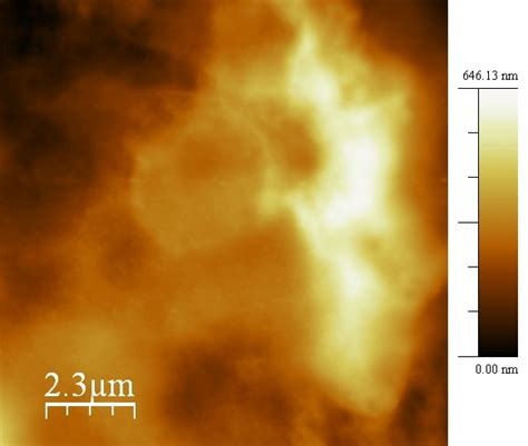 Chondrocytes Afm Imaging In Liquid Cell Nanonics Imaging