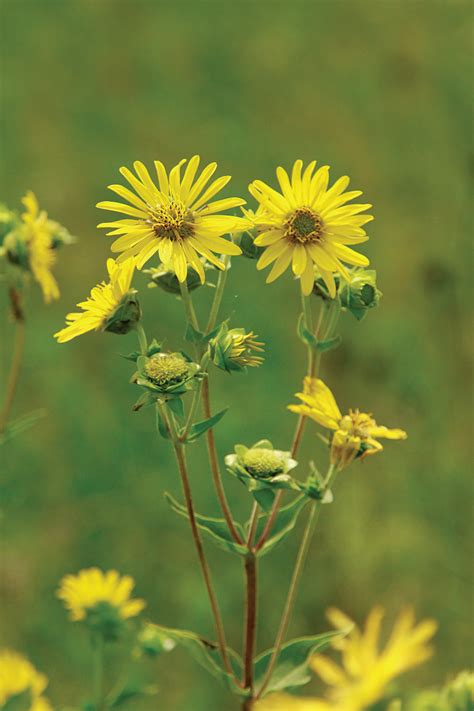 Silphium Integrifolium Rosinweed