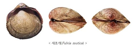 참새가 변한 것으로 의심받았던 미식가들의 겨울조개 머니투데이