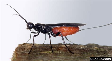Braconid Wasp Atanycolus Cappaerti