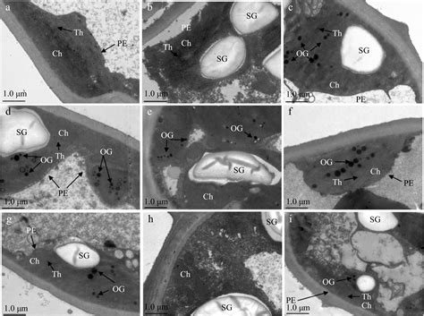 Exogenous Hydrogen Sulfide Enhanced Al Stress Tolerance In Tea Plant