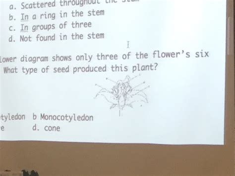 🌱 Classifying Plants 🌱 Flashcards Quizlet 🌱 Classifying Plants 🌱 Flashcards Quizlet