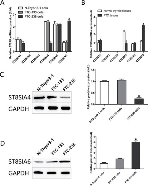 Mir A And Mir B Promote Proliferation Migration And Invasion Of Follicular Thyroid