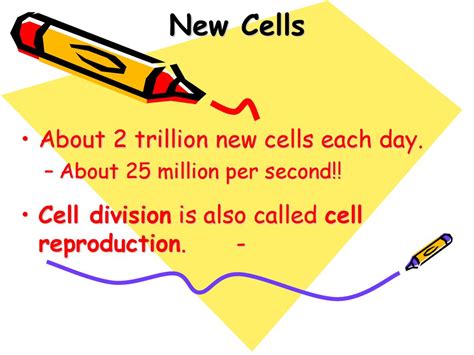 Mitosis And Cell Division Ppt Download