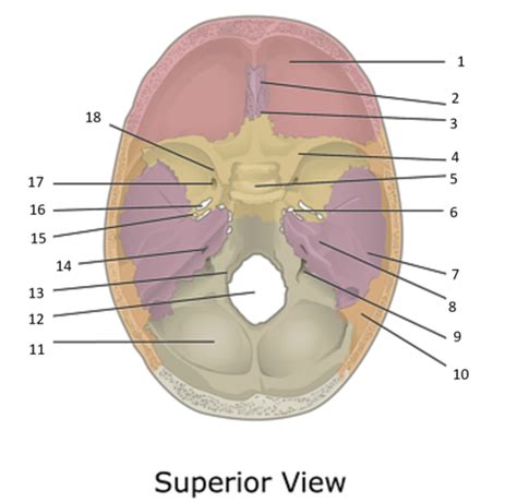 Brain Head And Neck Anatomy Flashcards Quizlet