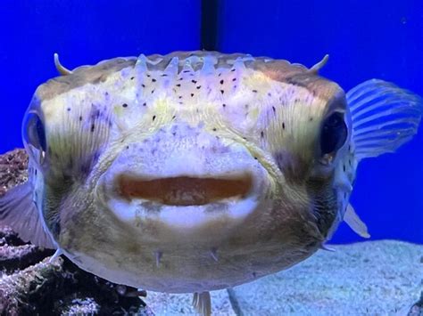 30 Tetraodon Pictures