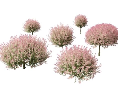 Salix Integra Hakuro Nishiki 3d Model