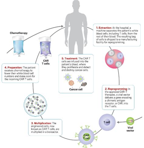 Process Of Car T Cell Therapy [18] Copyright © 2018 By The American