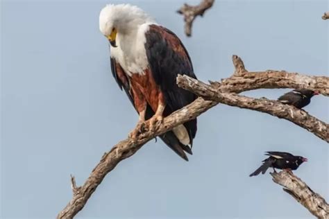 Jawaban Burung Emas Yang Indah Mengibarkan Sayap Ternyata Adalah Ini