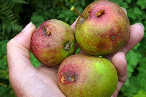 Codling Moth Control And Prevention Nifty Homestead