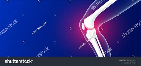 Knee Joint Vector