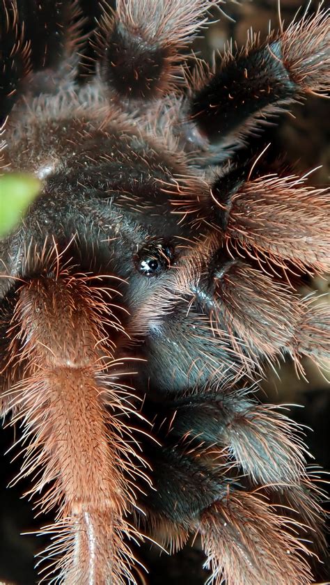 B Klassi Rtarantulas
