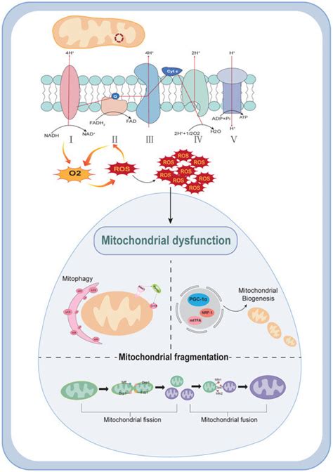 Roles Of Mitochondrial Dysfunction In Diabetic Kidney Disease New Perspectives From Mechanism