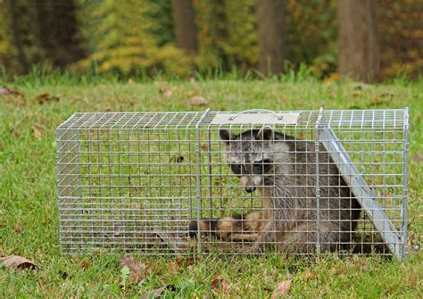 Raccoon Diet Outdoor Pests