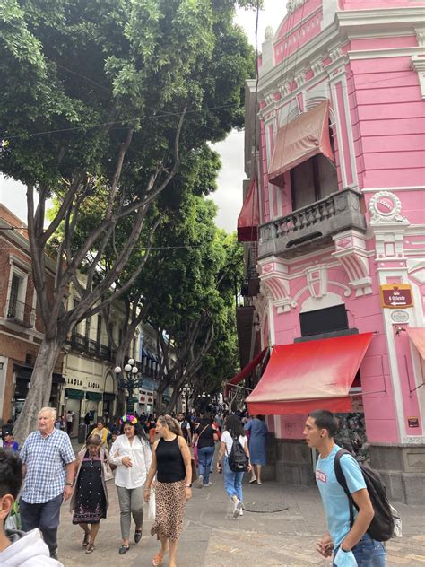 What Is This Tree Called Rmexicocity