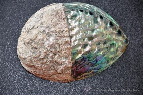 54 Best Images About Concha Nacar On Pinterest Mother Of Pearl