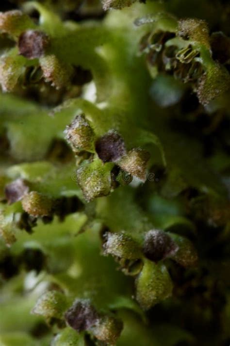 Macro Photo Of A Male Flower Carpathian Walnut Juglans Regia Stock