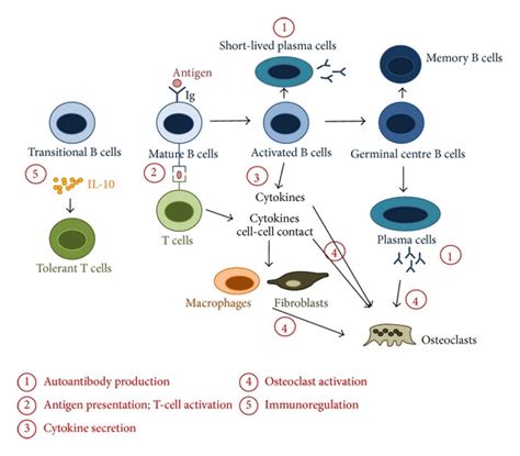 B Cells In Rheumatoid Arthritis From Pathogenic Players To Disease