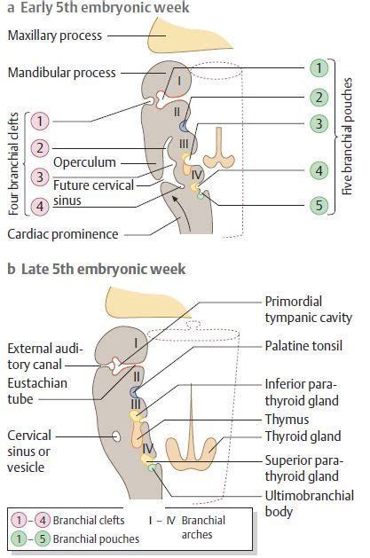 Branchial Apparatus Made Easy Epomedicine