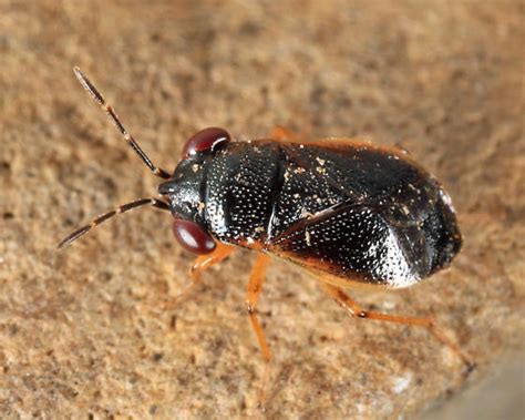 Geocorid Geocoris Bugguide