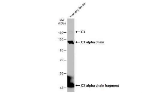 Complement C3 Polyclonal Antibody Invitrogen™ 100 μl Unconjugated