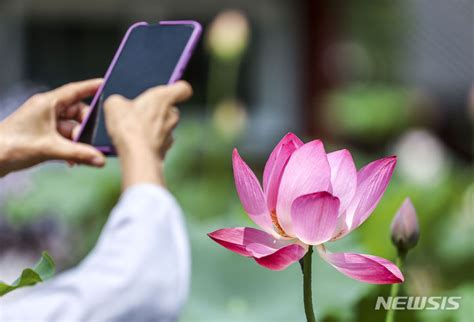 曹渓寺のハスの花祭り Chosun online 朝鮮日報