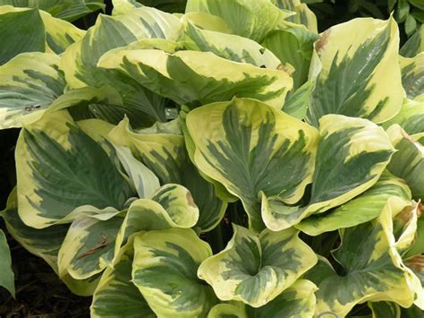 305 Best Images About Hostas Hostaholicism On Pinterest Gardens Hosta Gardens And Shade Plants