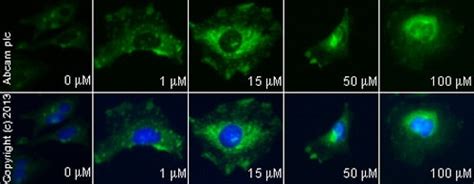 Anti Lc3b Antibody Ab48394 Abcam